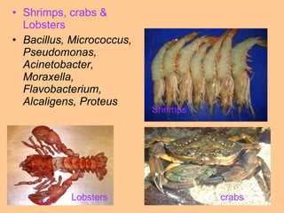 Spoilage of fish and other sea foods | PPT