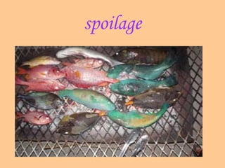 Spoilage of fish and other sea foods | PPT