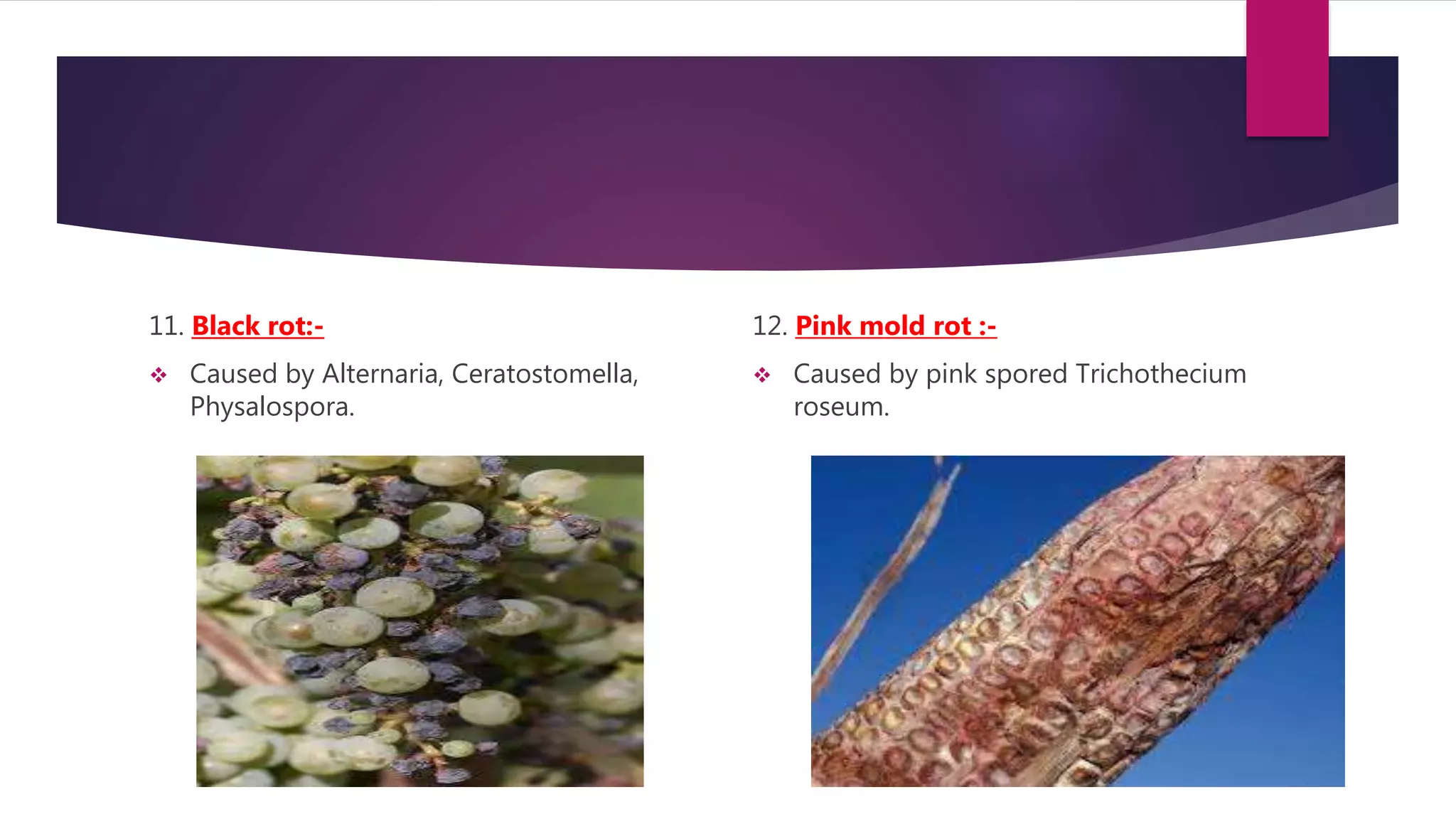 Spoilage of fruits and vegetables | PPTX