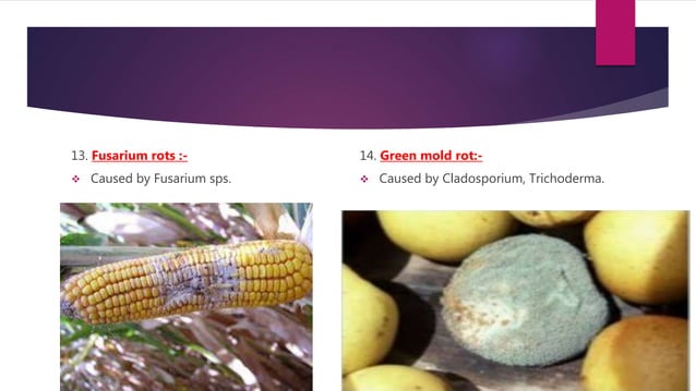 Spoilage of fruits and vegetables | PPTX | Gardening | Home & Garden