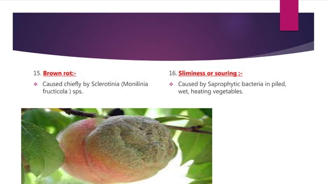 Spoilage of fruits and vegetables | PPTX | Gardening | Home & Garden