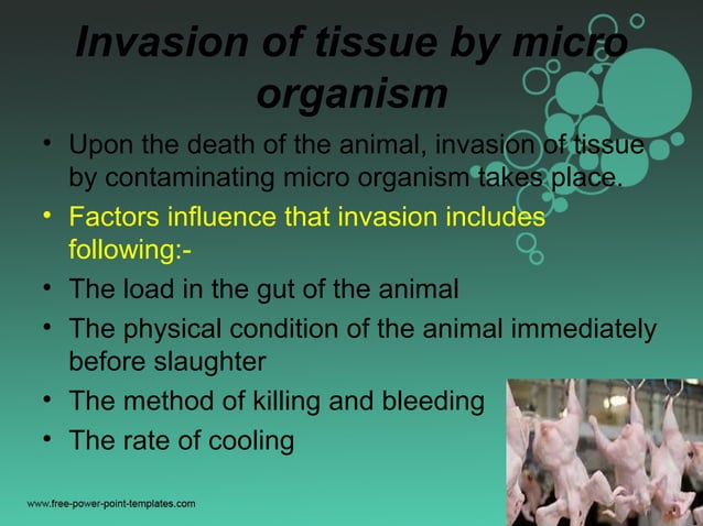 Spoilage of meat | PPT