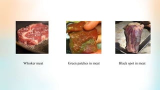 Spoilage of Meat and Meat products | PPTX
