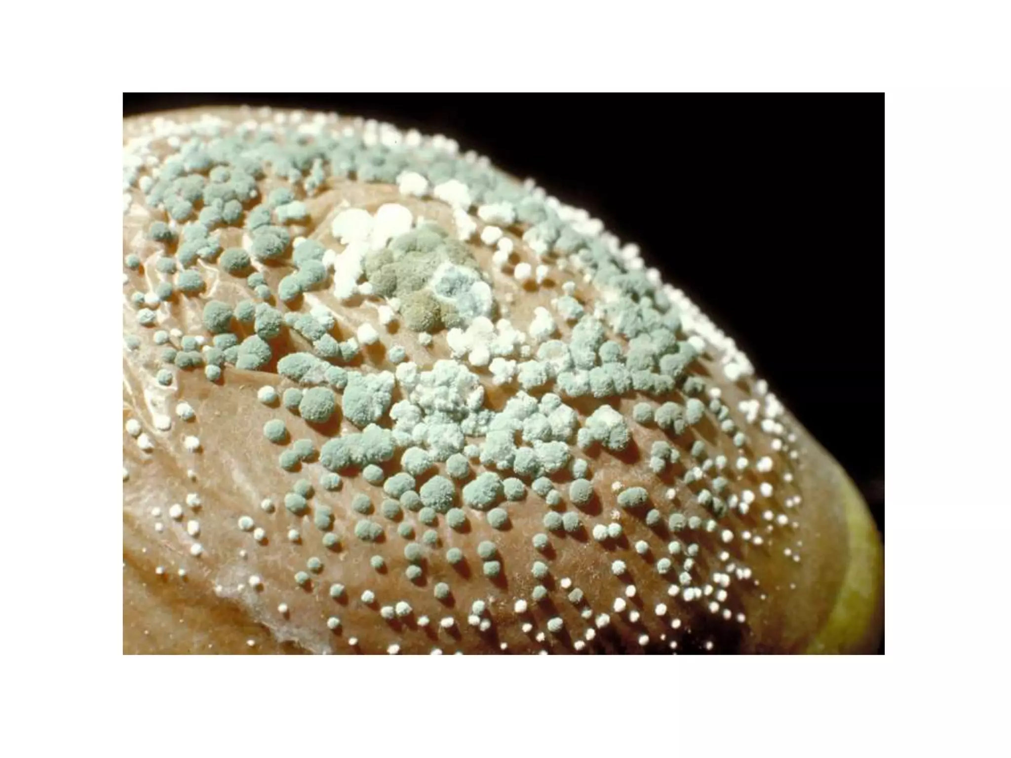 Microbial Spoilage of vegetable and fruits | PPTX