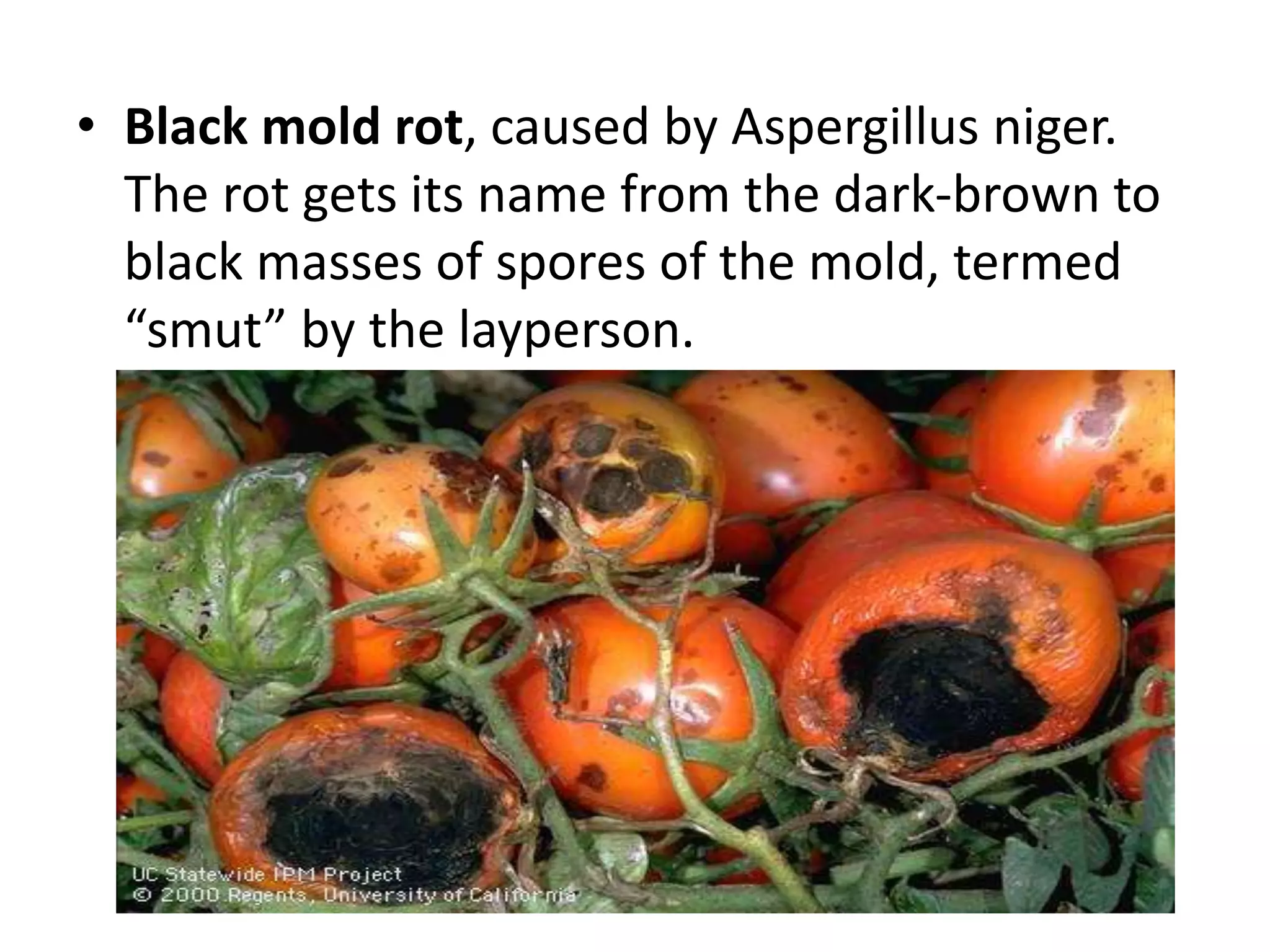 Microbial Spoilage of vegetable and fruits | PPTX