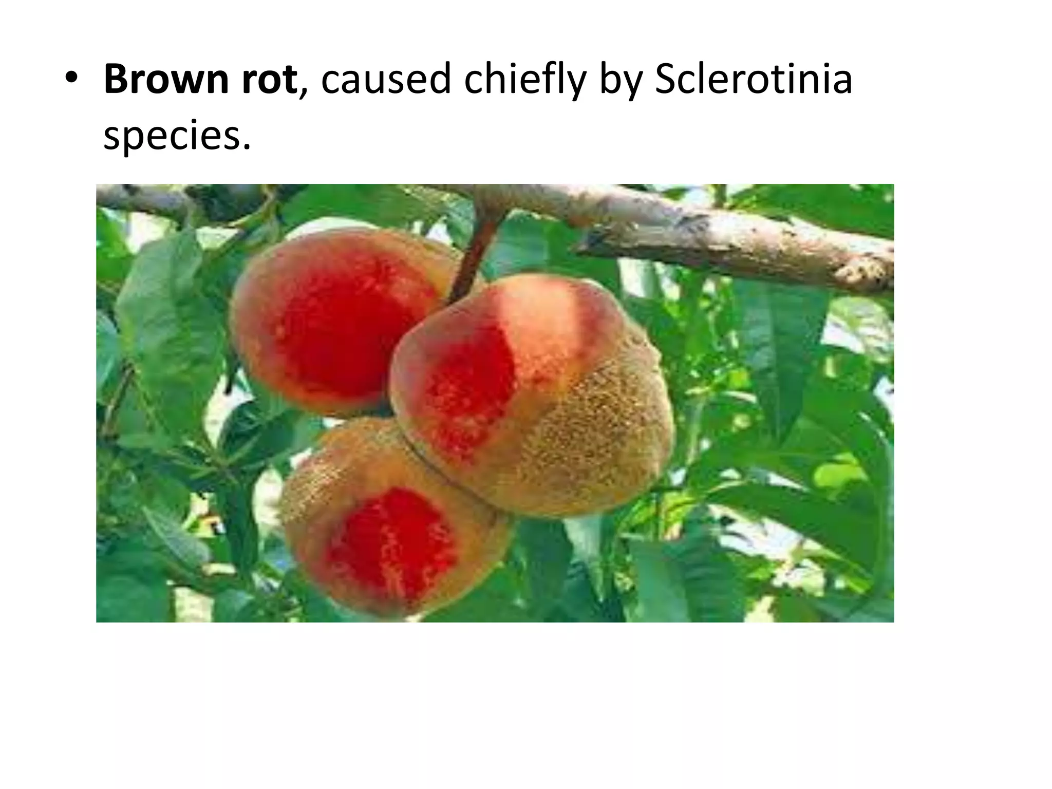 Microbial Spoilage of vegetable and fruits | PPTX