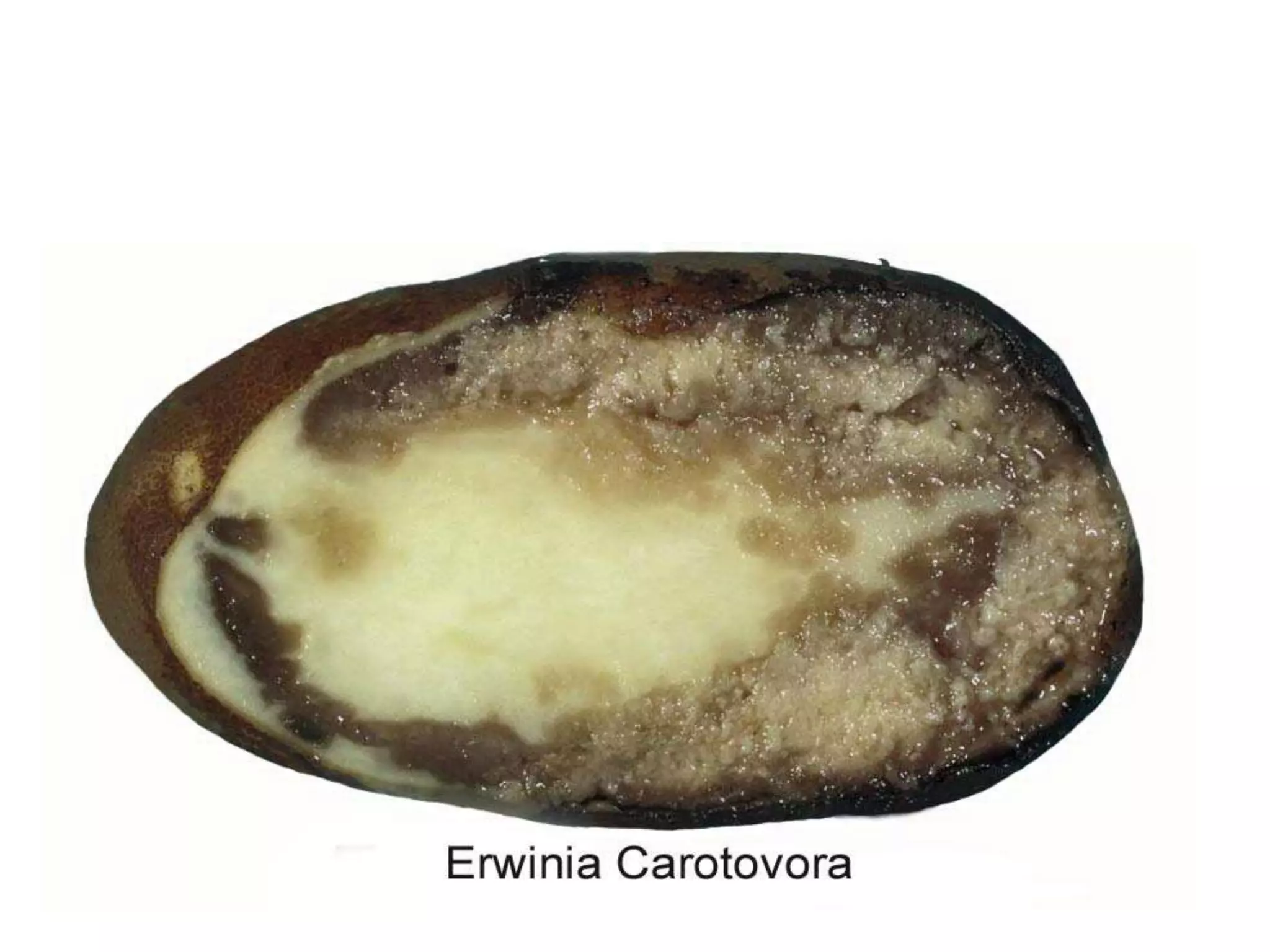 Microbial Spoilage of vegetable and fruits | PPTX