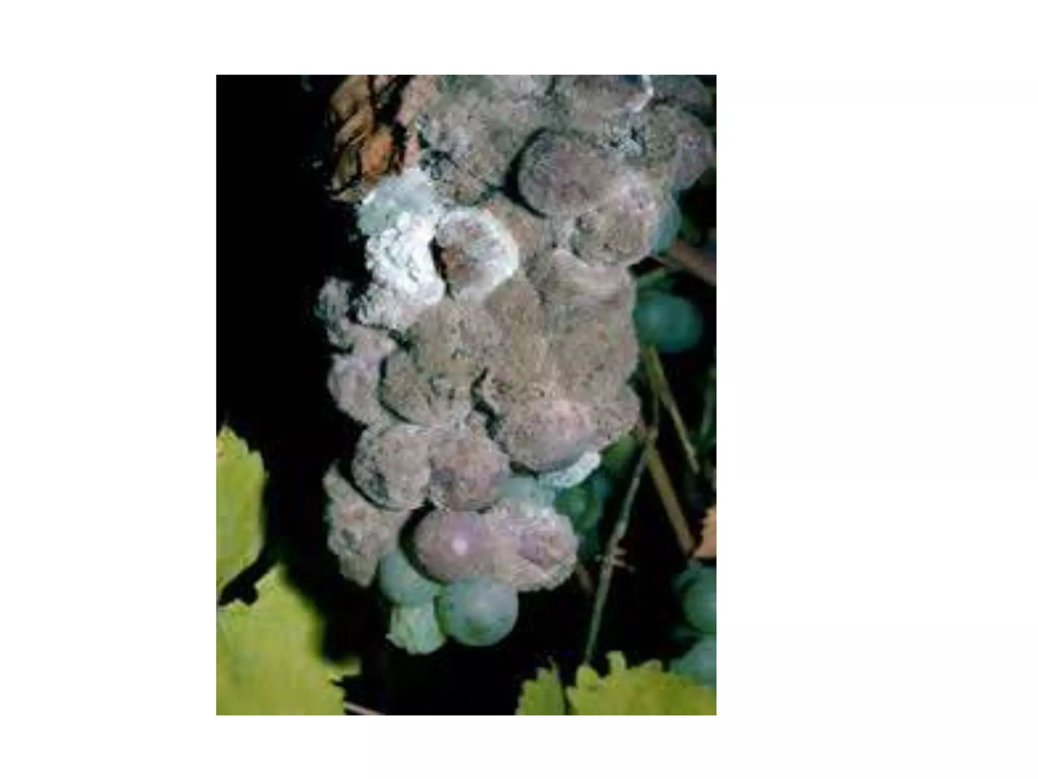 Microbial Spoilage of vegetable and fruits | PPTX