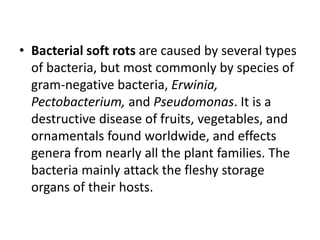Microbial Spoilage of vegetable and fruits | PPTX