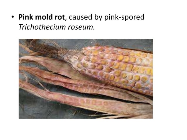 Microbial Spoilage of vegetable and fruits | PPTX