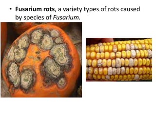 Microbial Spoilage of vegetable and fruits | PPTX