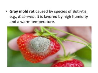 Microbial Spoilage of vegetable and fruits | PPTX