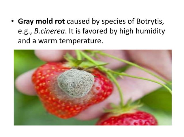 Microbial Spoilage of vegetable and fruits | PPTX