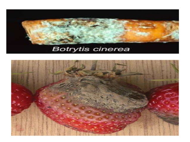 Microbial Spoilage of vegetable and fruits | PPTX