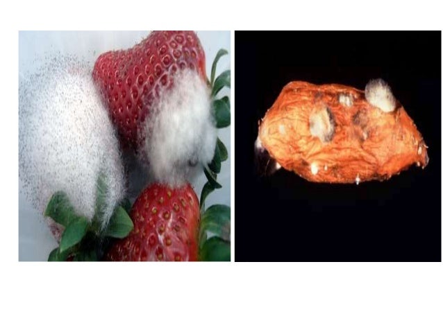 Microbial Spoilage of vegetable and fruits