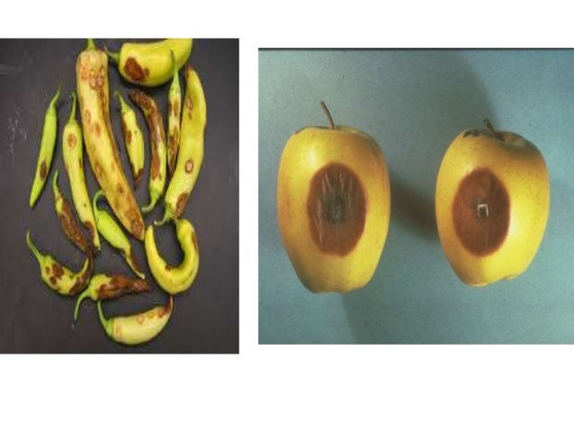 Microbial Spoilage of vegetable and fruits