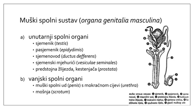 Spolni sustav | PDF