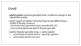 Spolni sustav | PDF
