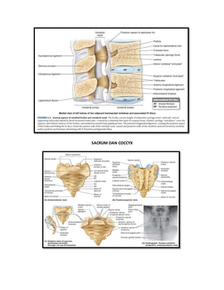 Spondilitis tb | DOCX