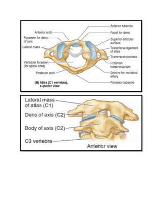 Spondilitis tb | DOCX