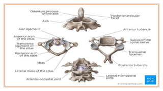 SPONDYLOSIS- Cervical and Lumbar Spondylosis | PDF