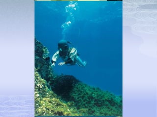 Sponge divers | PPTX