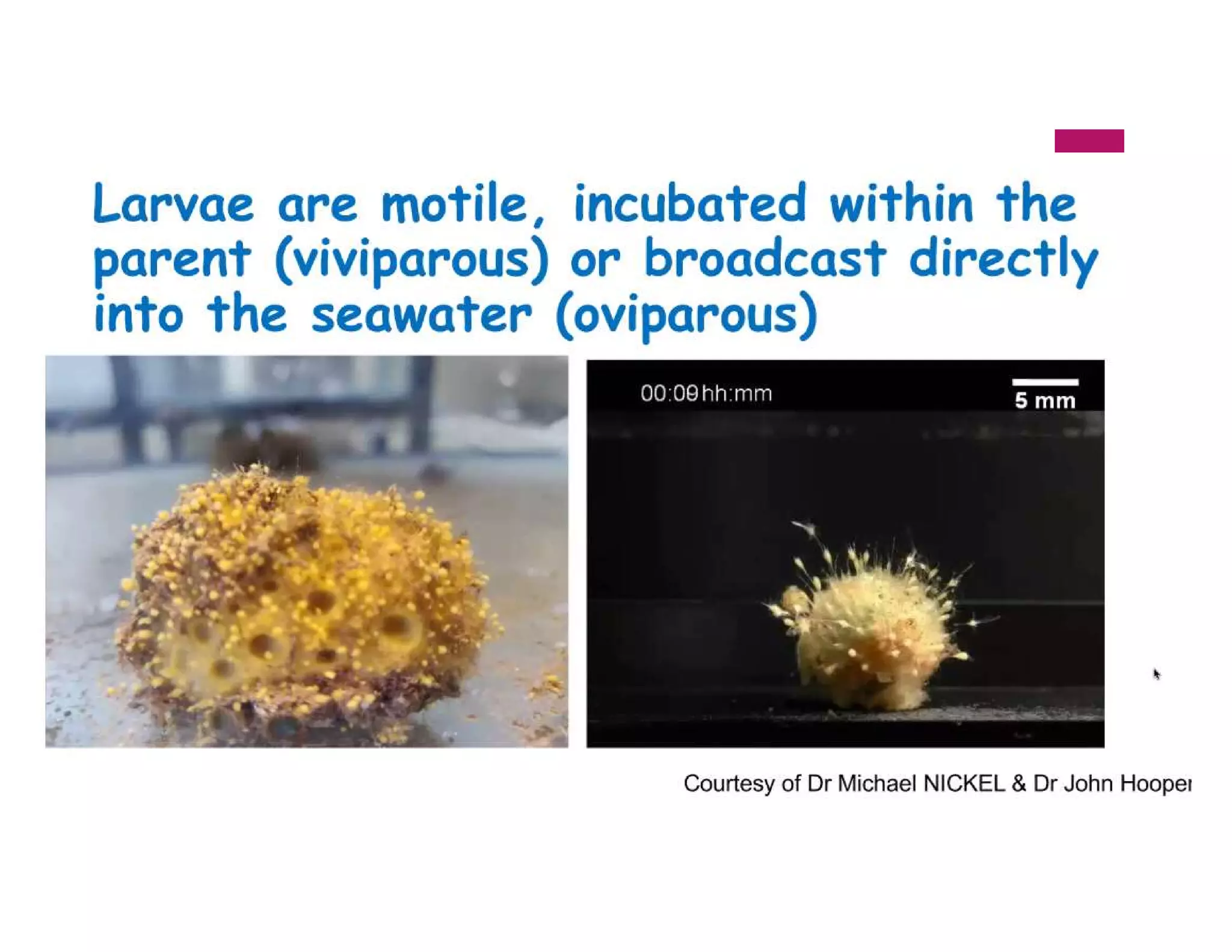 Sponge: Taxonomy, Biology, Habitat, Threat | PPT
