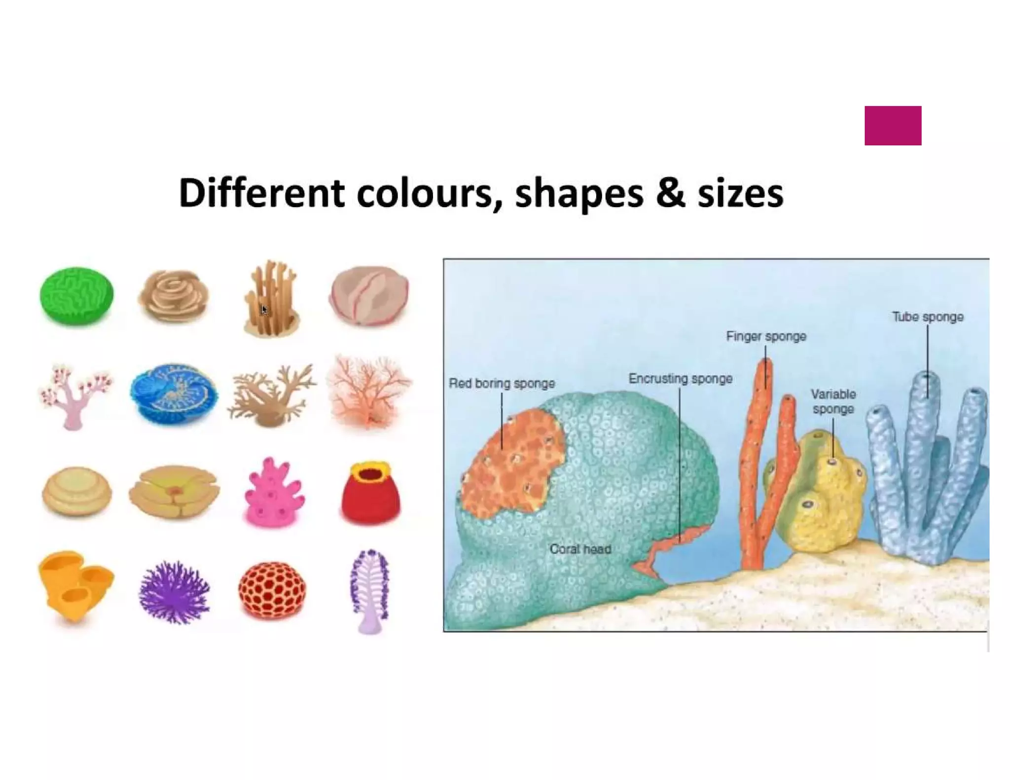 Sponge: Taxonomy, Biology, Habitat, Threat | PPT