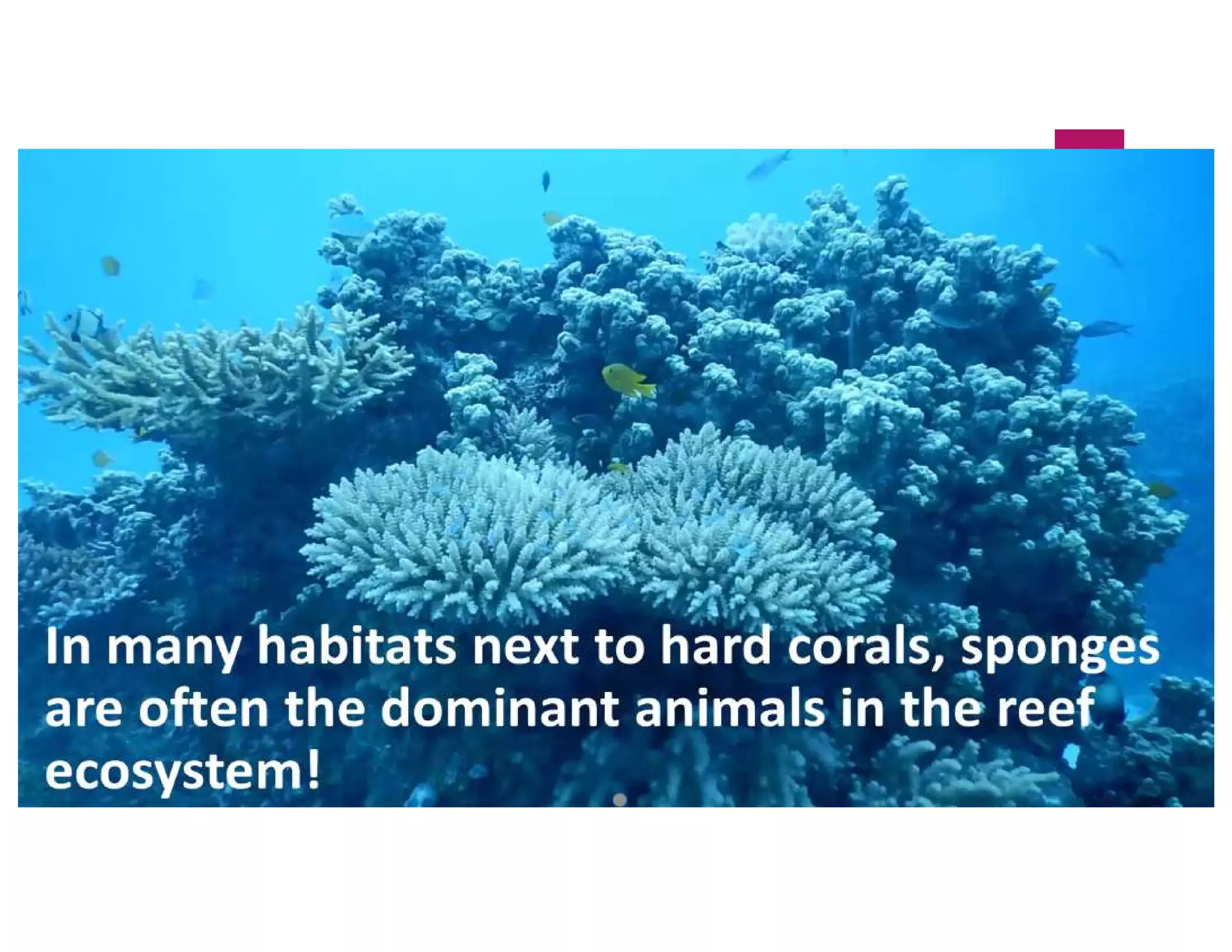 Sponge: Taxonomy, Biology, Habitat, Threat | PPT