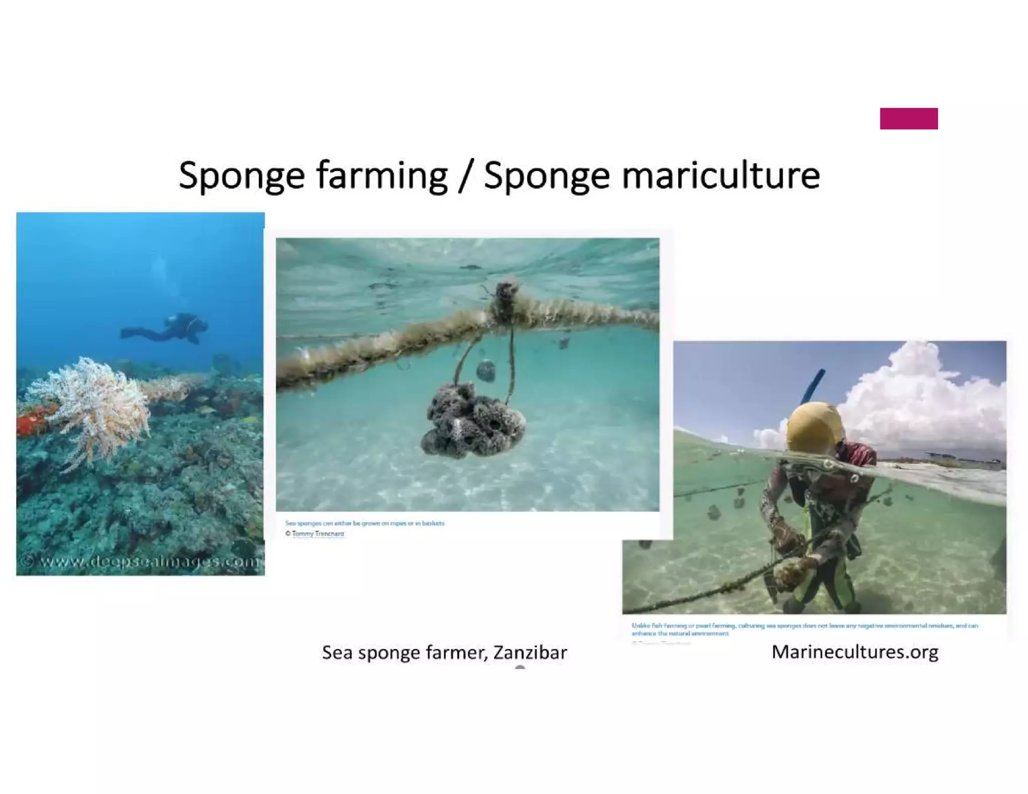 Sponge: Taxonomy, Biology, Habitat, Threat | PPT