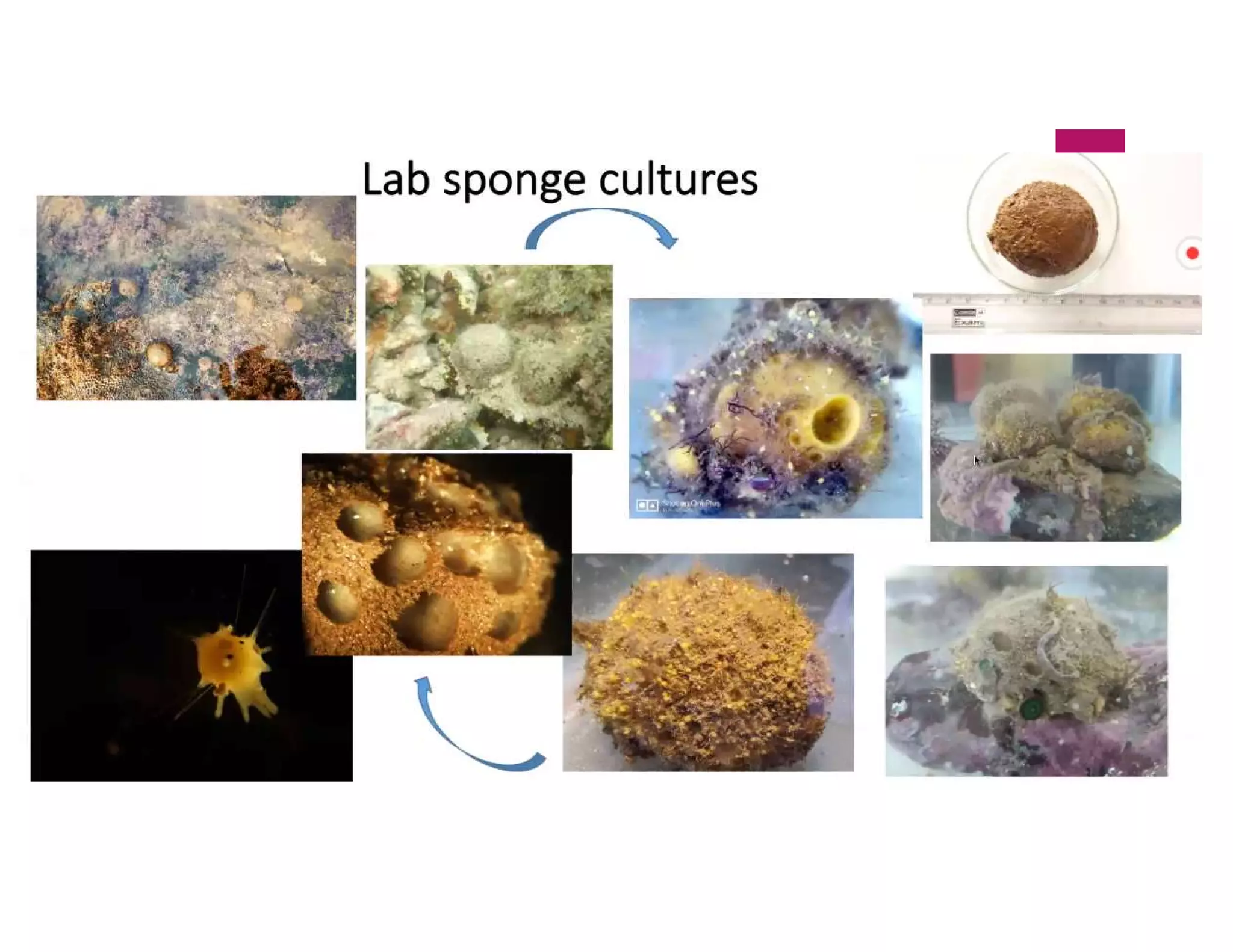 Sponge: Taxonomy, Biology, Habitat, Threat | PPT