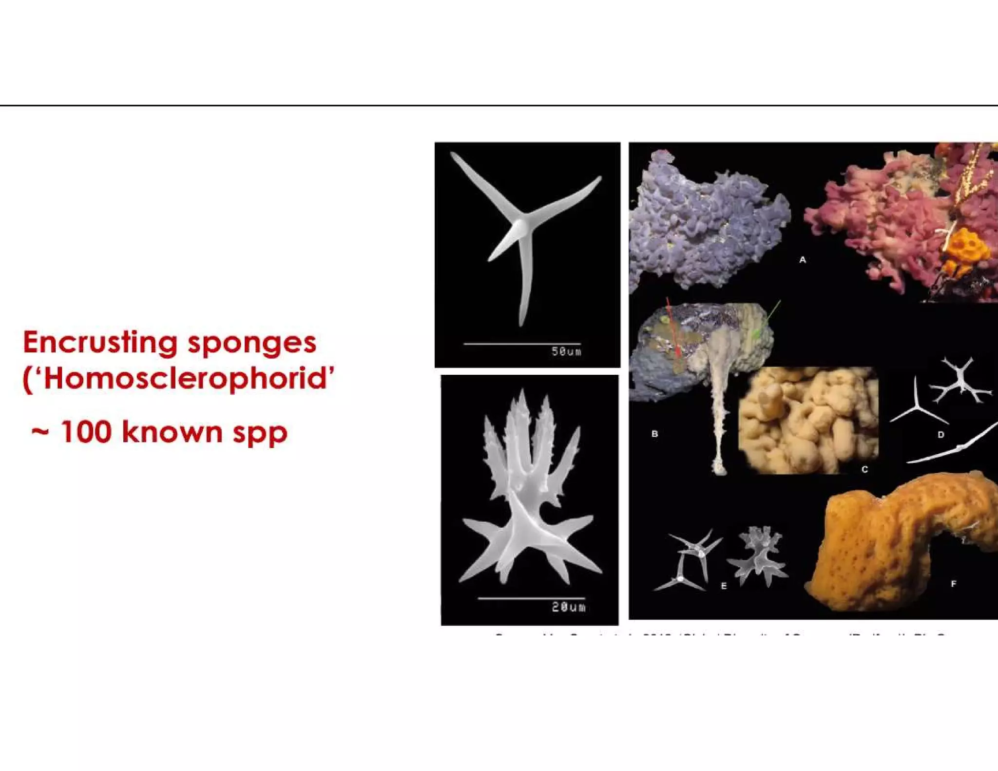 Sponge: Taxonomy, Biology, Habitat, Threat | PPT