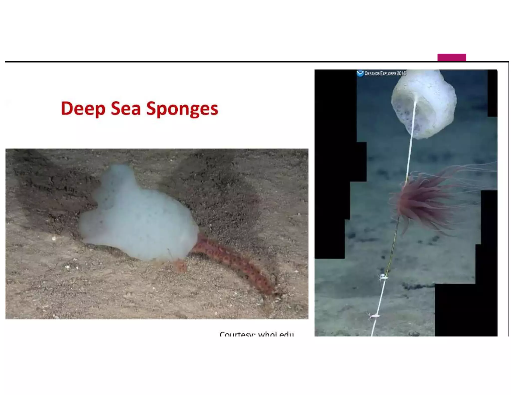 Sponge: Taxonomy, Biology, Habitat, Threat | PPT