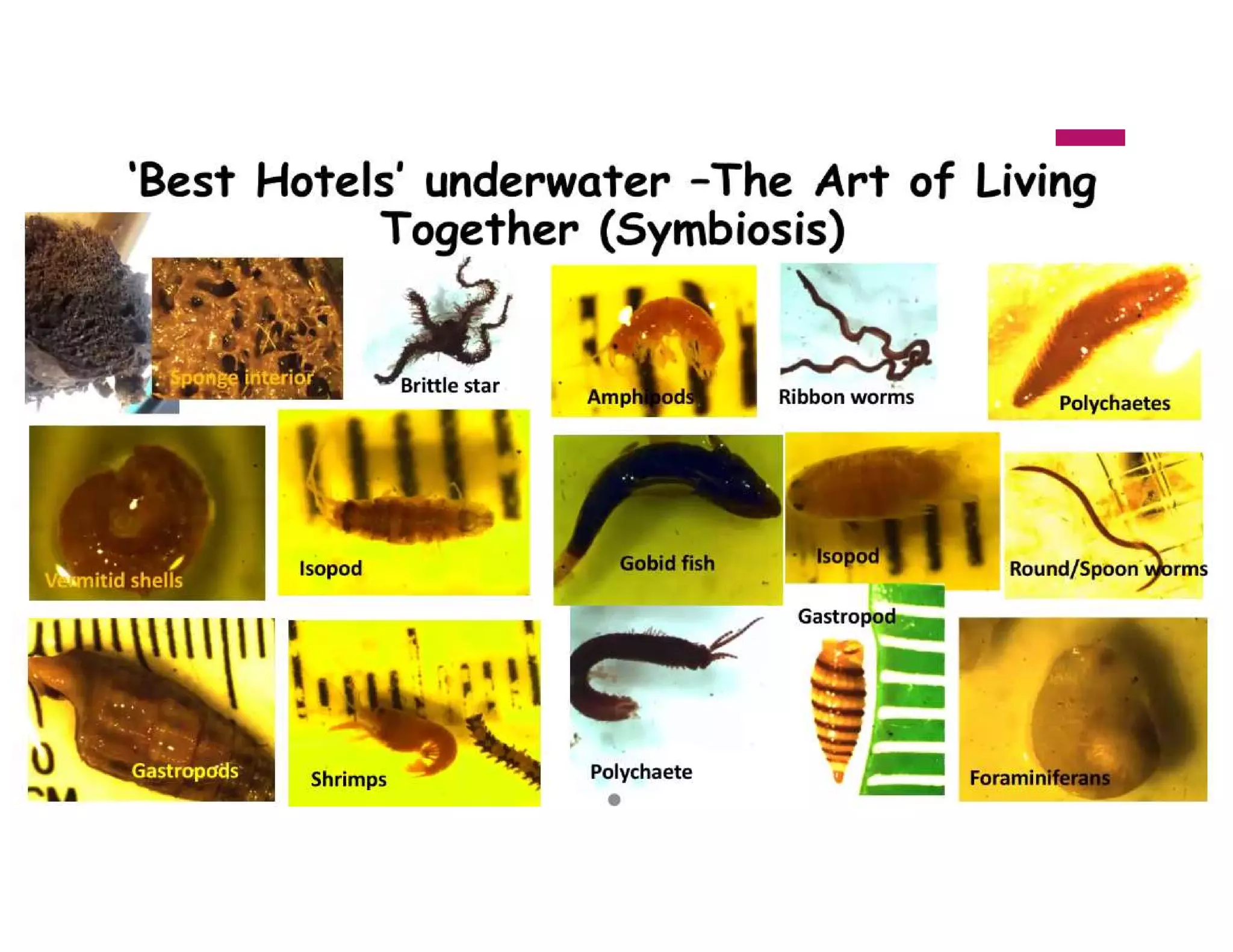 Sponge: Taxonomy, Biology, Habitat, Threat | PPT