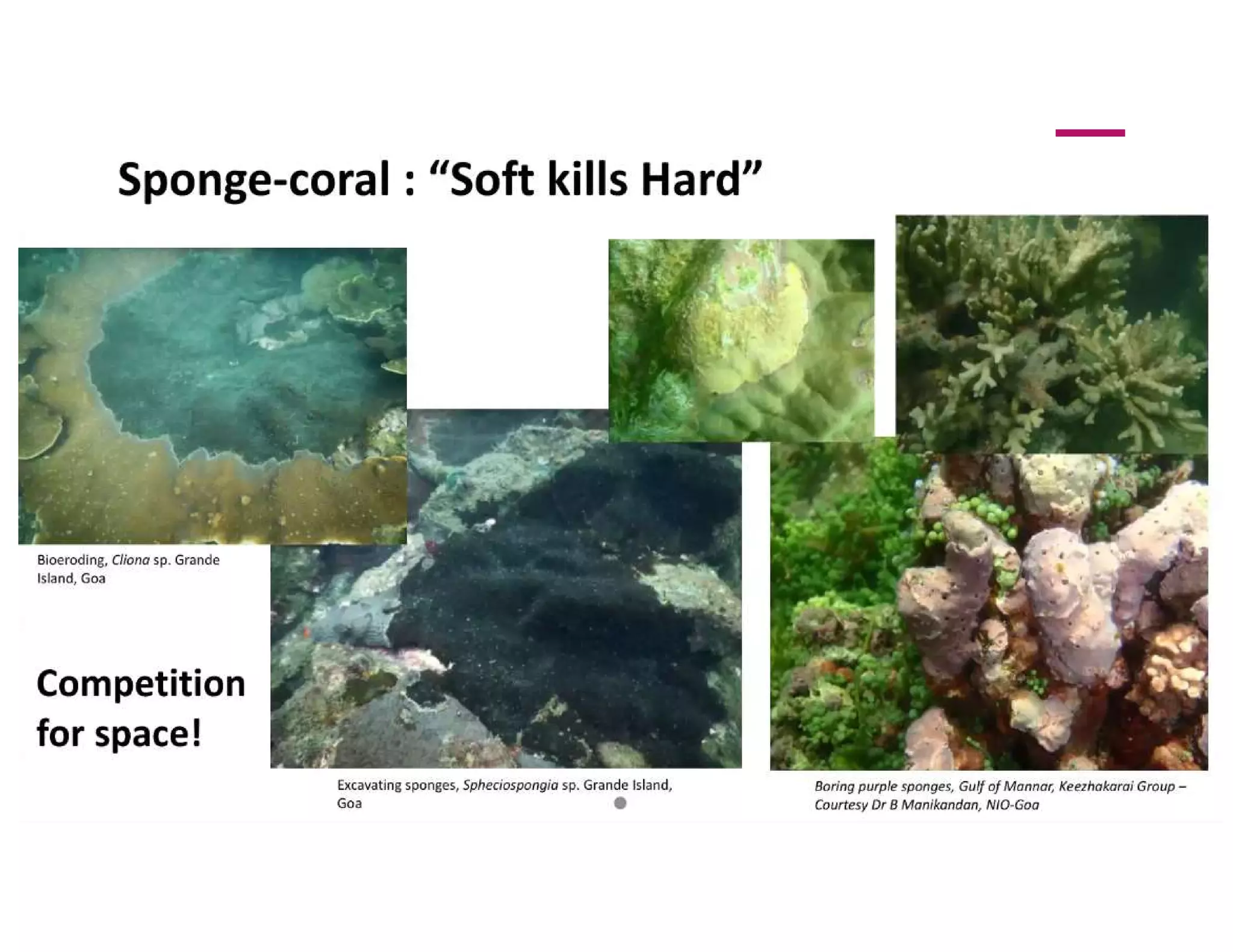 Sponge: Taxonomy, Biology, Habitat, Threat | PPT