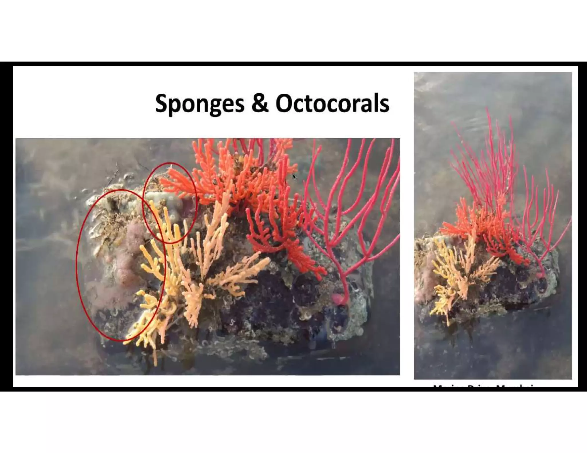Sponge: Taxonomy, Biology, Habitat, Threat | PPT