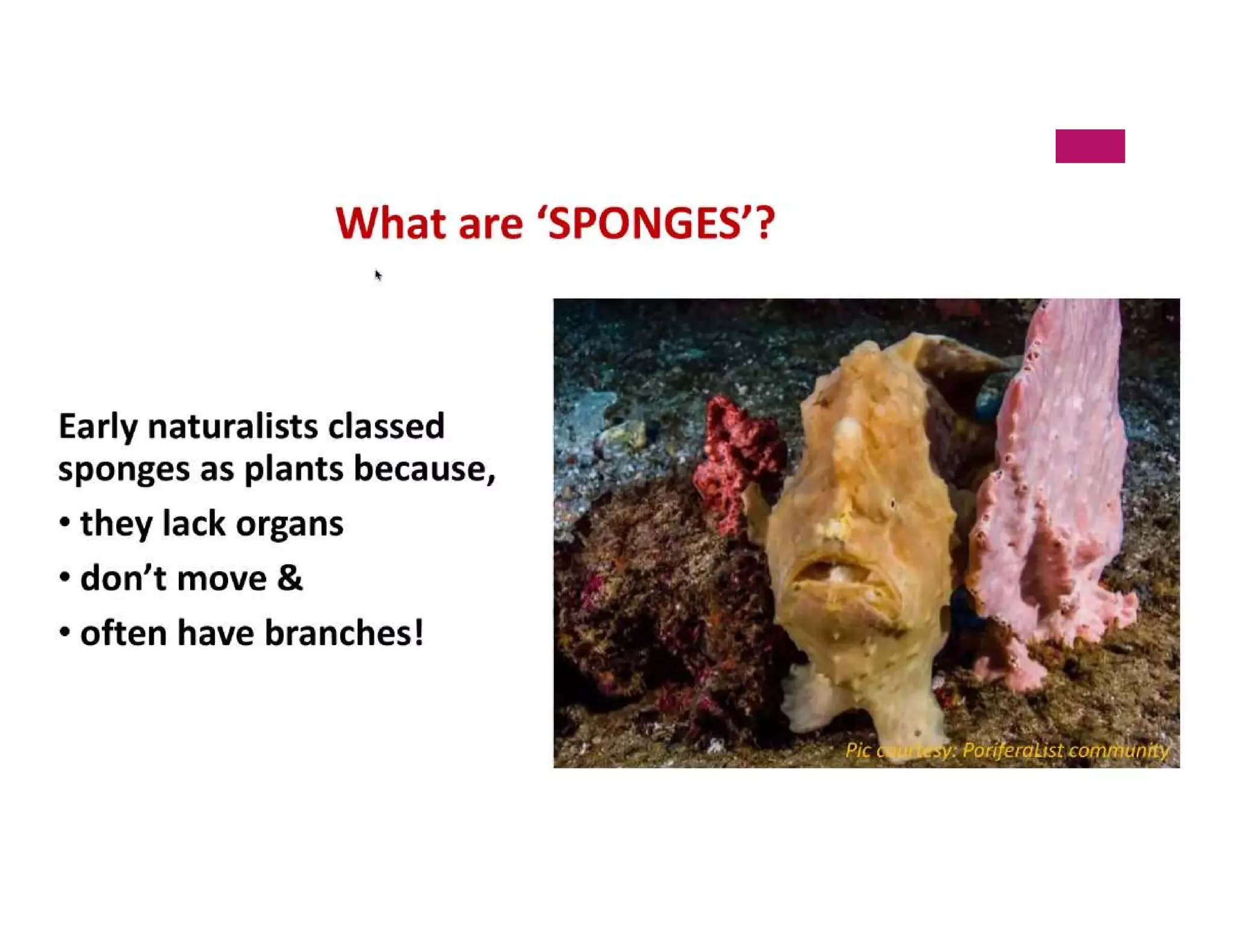 Sponge: Taxonomy, Biology, Habitat, Threat | PPT