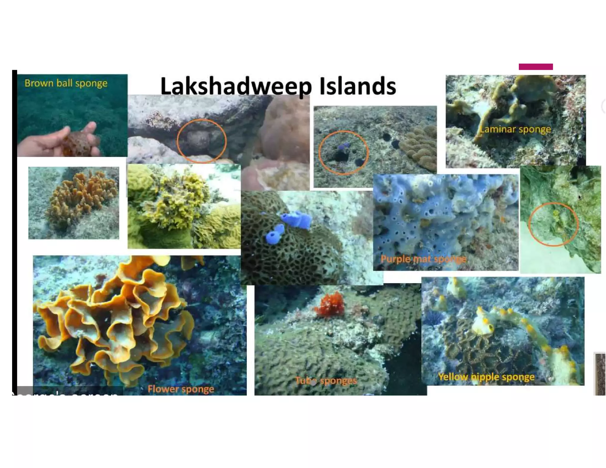 Sponge: Taxonomy, Biology, Habitat, Threat | PPT