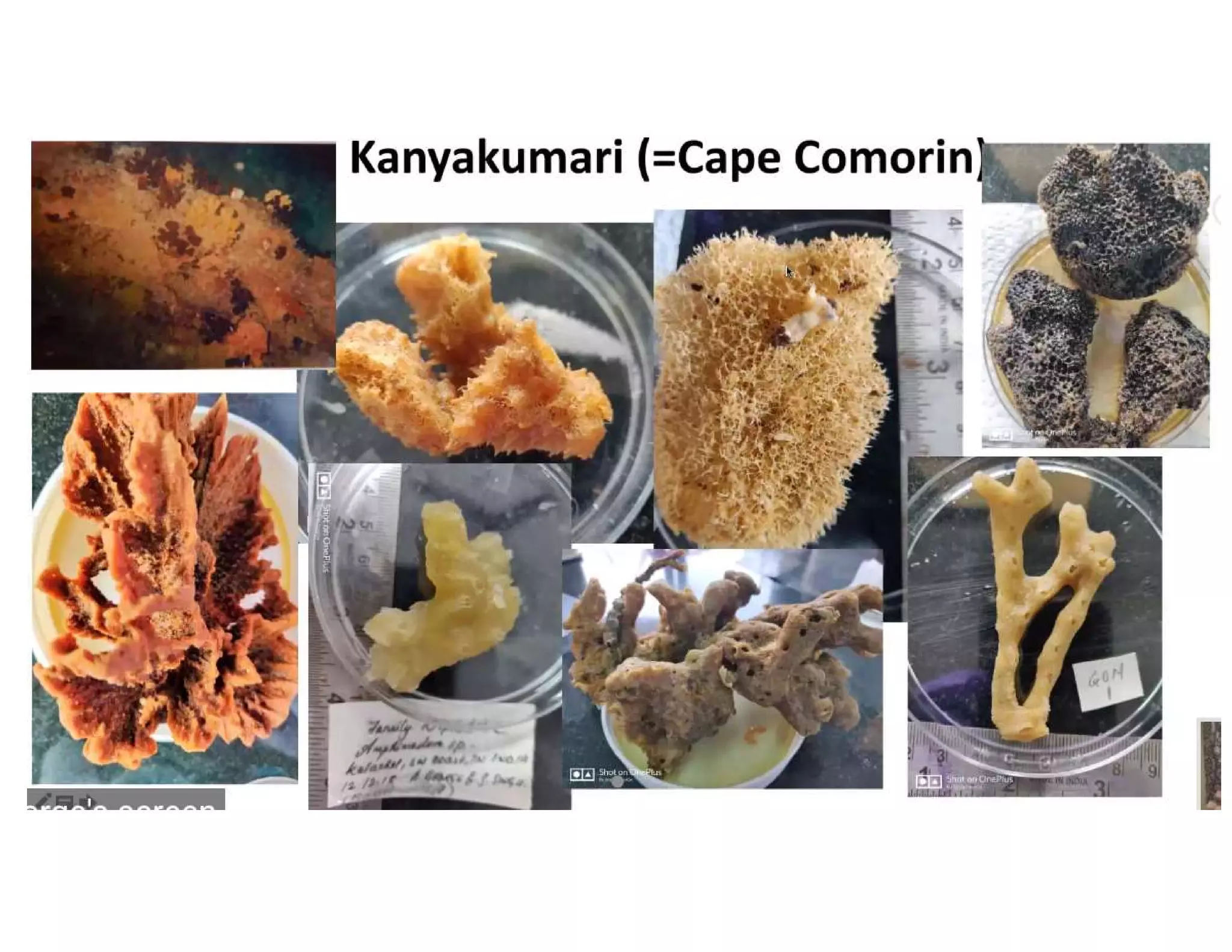 Sponge: Taxonomy, Biology, Habitat, Threat | PPT