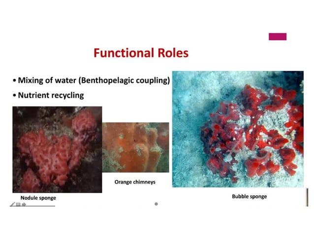 Sponge: Taxonomy, Biology, Habitat, Threat | PDF