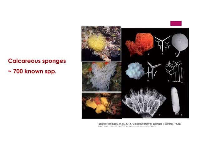 Sponge: Taxonomy, Biology, Habitat, Threat | PDF