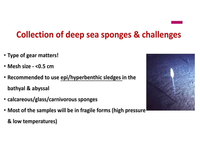 Sponge: Taxonomy, Biology, Habitat, Threat | PDF