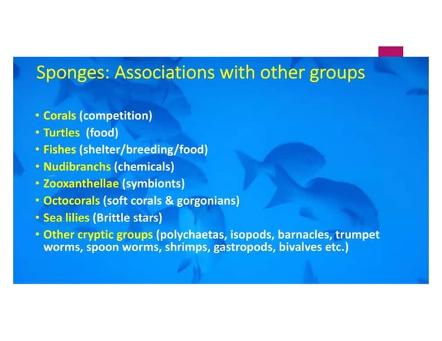 Sponge: Taxonomy, Biology, Habitat, Threat | PDF