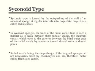 SPONGE poriferans@phylumporiferaprokaryotes.ppt