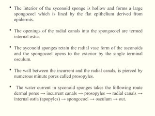 SPONGE poriferans@phylumporiferaprokaryotes.ppt