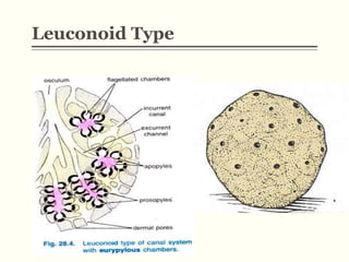 SPONGE poriferans@phylumporiferaprokaryotes.ppt