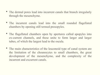 SPONGE poriferans@phylumporiferaprokaryotes.ppt