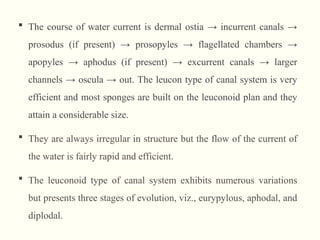 SPONGE poriferans@phylumporiferaprokaryotes.ppt