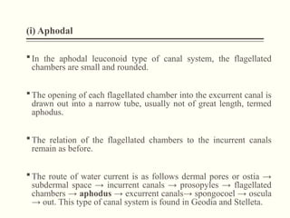SPONGE poriferans@phylumporiferaprokaryotes.ppt