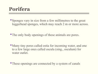 SPONGE poriferans@phylumporiferaprokaryotes.ppt